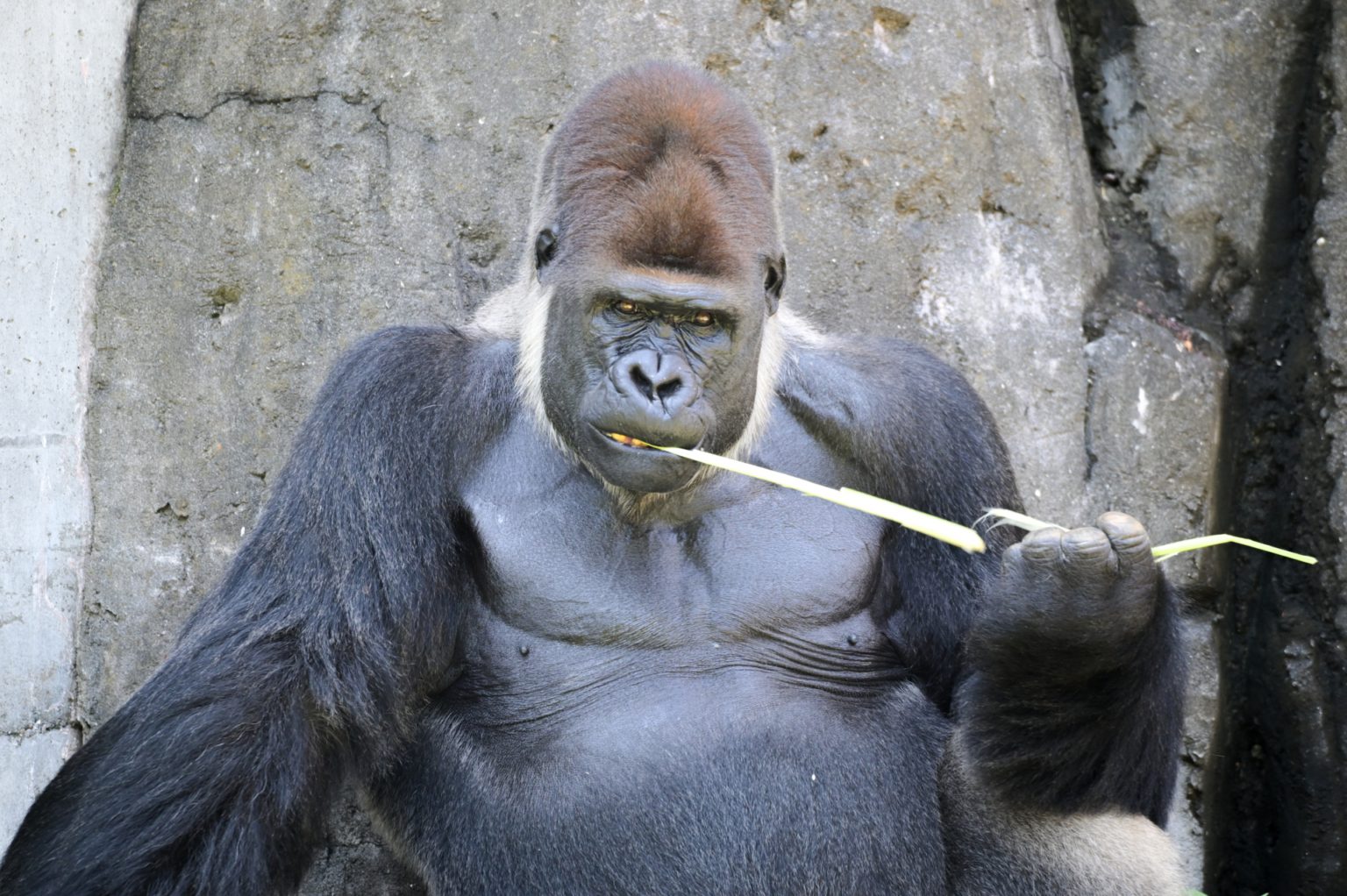 ゴリラがいる全国の動物園は6ヶ所！名前や頭数も解説 | GOOPASS ANIMAL MAGAZINE