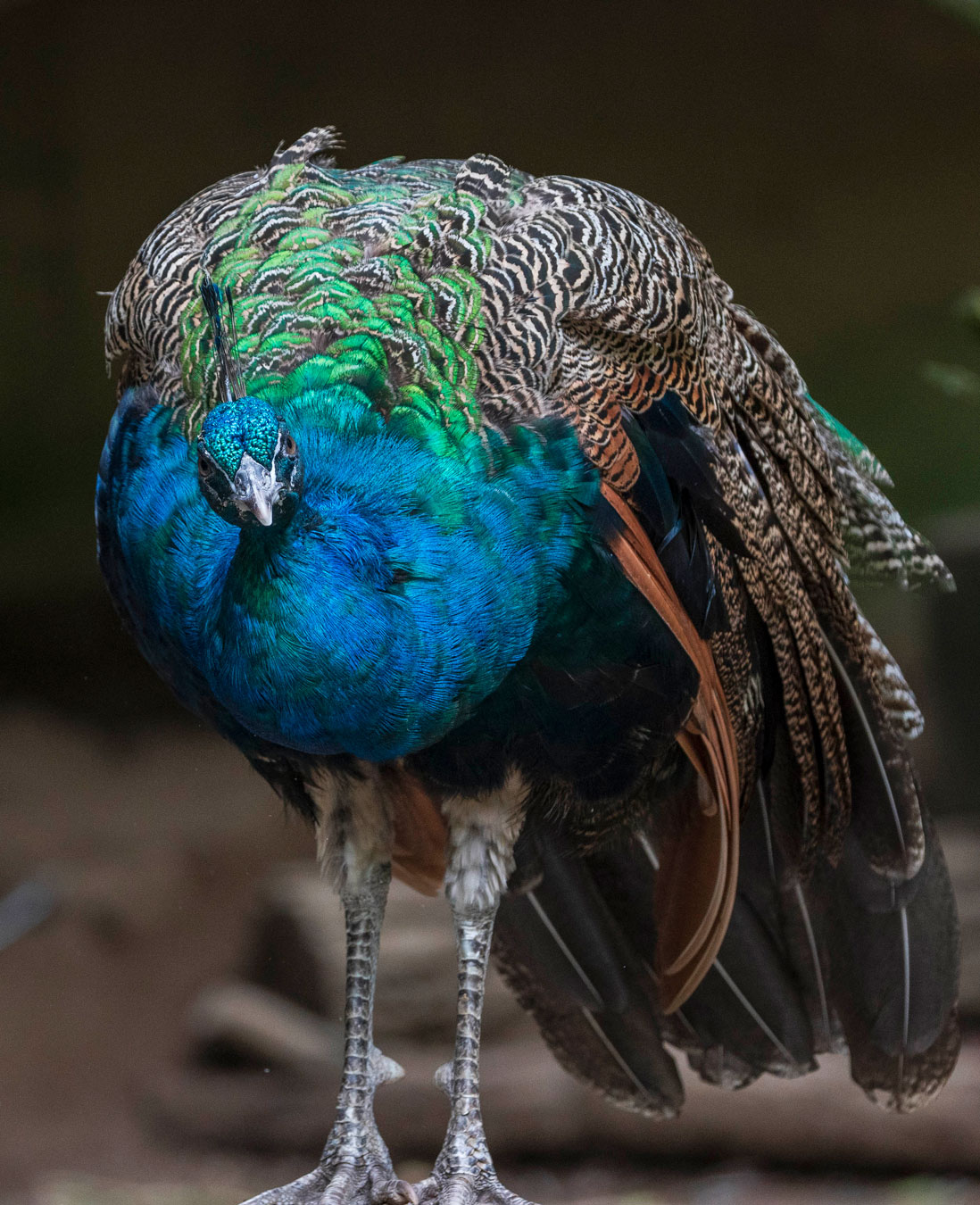 【実写レビュー】TAMRON（タムロン）50-400mm F/4.5-6.3 Di Ⅲ VC VXDで動物園の撮影をしてみた ...