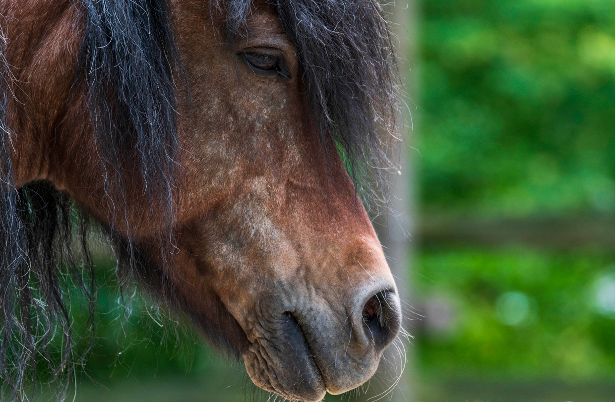【実写レビュー】TAMRON（タムロン）50-400mm F/4.5-6.3 Di Ⅲ VC VXDで動物園の撮影をしてみた ...