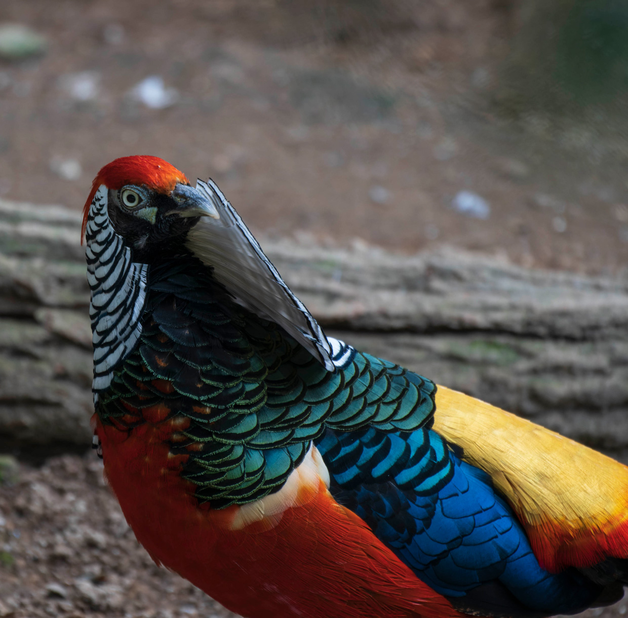 【実写レビュー】TAMRON（タムロン）50-400mm F/4.5-6.3 Di Ⅲ VC VXDで動物園の撮影をしてみた ...