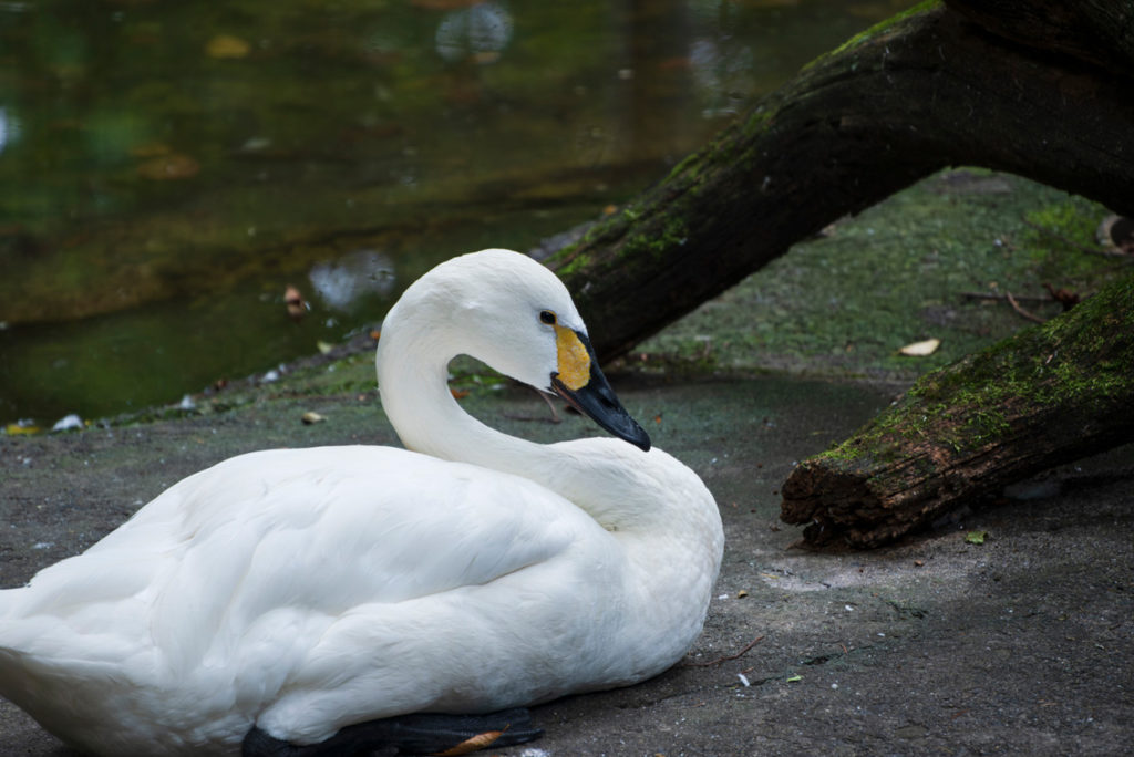 【実写レビュー】TAMRON（タムロン）50-400mm F/4.5-6.3 Di Ⅲ VC VXDで動物園の撮影をしてみた ...