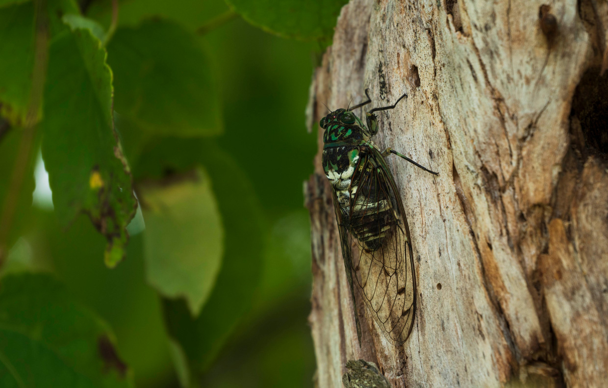 【実写レビュー】TAMRON（タムロン）50-400mm F/4.5-6.3 Di Ⅲ VC VXDで動物園の撮影をしてみた ...