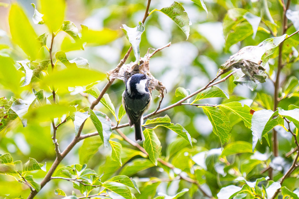 実写レビュー！SONY FE 200-600mm F5.6-6.3 G OSS SEL200600Gで野鳥を撮影してみた | GOOPASS ...