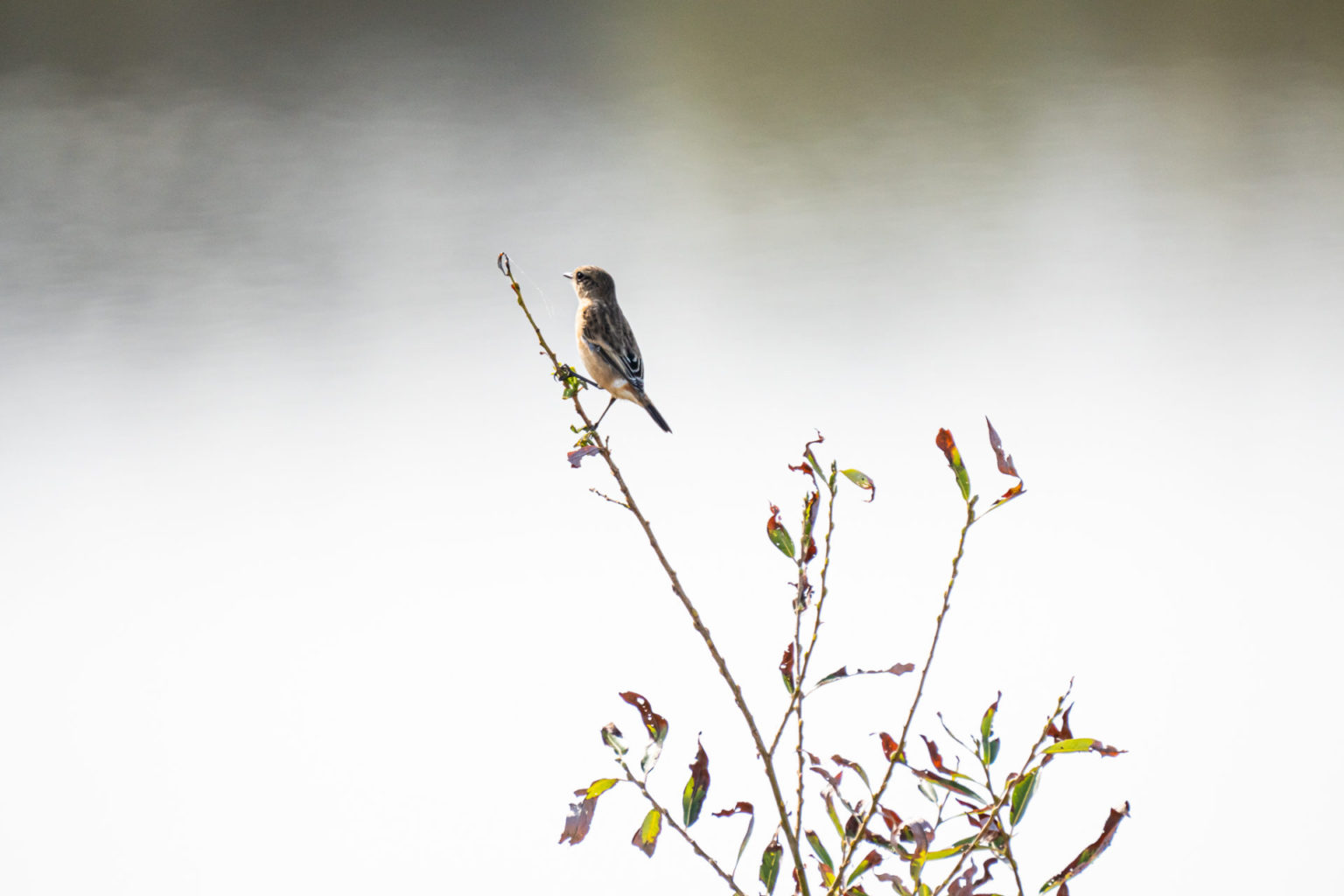 実写レビュー！SONY FE 200-600mm F5.6-6.3 G OSS SEL200600Gで野鳥を撮影してみた | GOOPASS ...