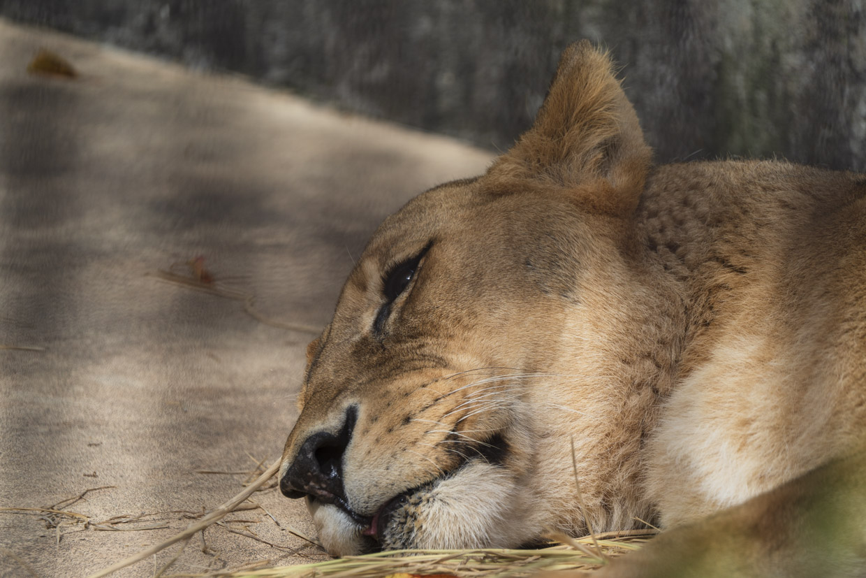 【実写レビュー】TAMRON（タムロン）50-400mm F/4.5-6.3 Di Ⅲ VC VXDで動物園の撮影をしてみた ...