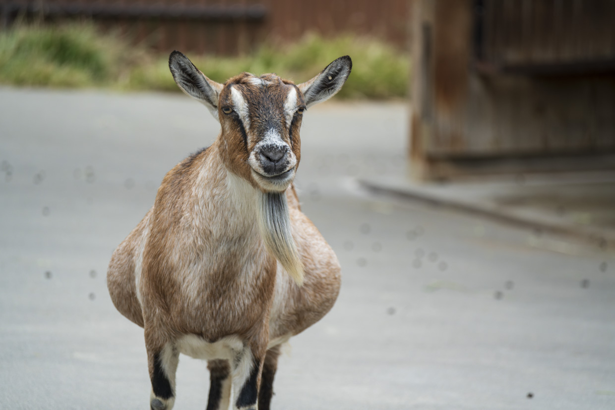 【実写レビュー】TAMRON（タムロン）50-400mm F/4.5-6.3 Di Ⅲ VC VXDで動物園の撮影をしてみた ...