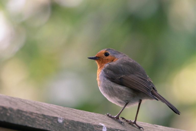 実写レビュー！SONY FE 200-600mm F5.6-6.3 G OSS SEL200600Gで野鳥を撮影してみた | GOOPASS ...