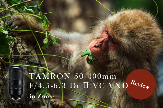 コアラがいる日本の動物園は7ヶ所！撮影のコツも解説 | GOOPASS ANIMAL MAGAZINE